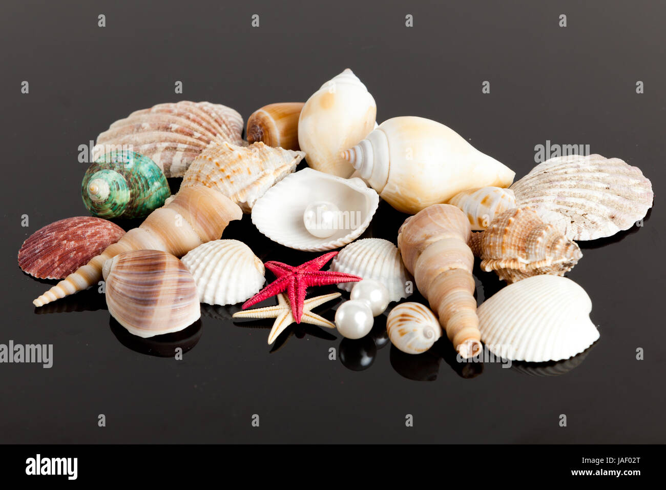 The exotic sea shell . treasure from the sea Stock Photo - Alamy