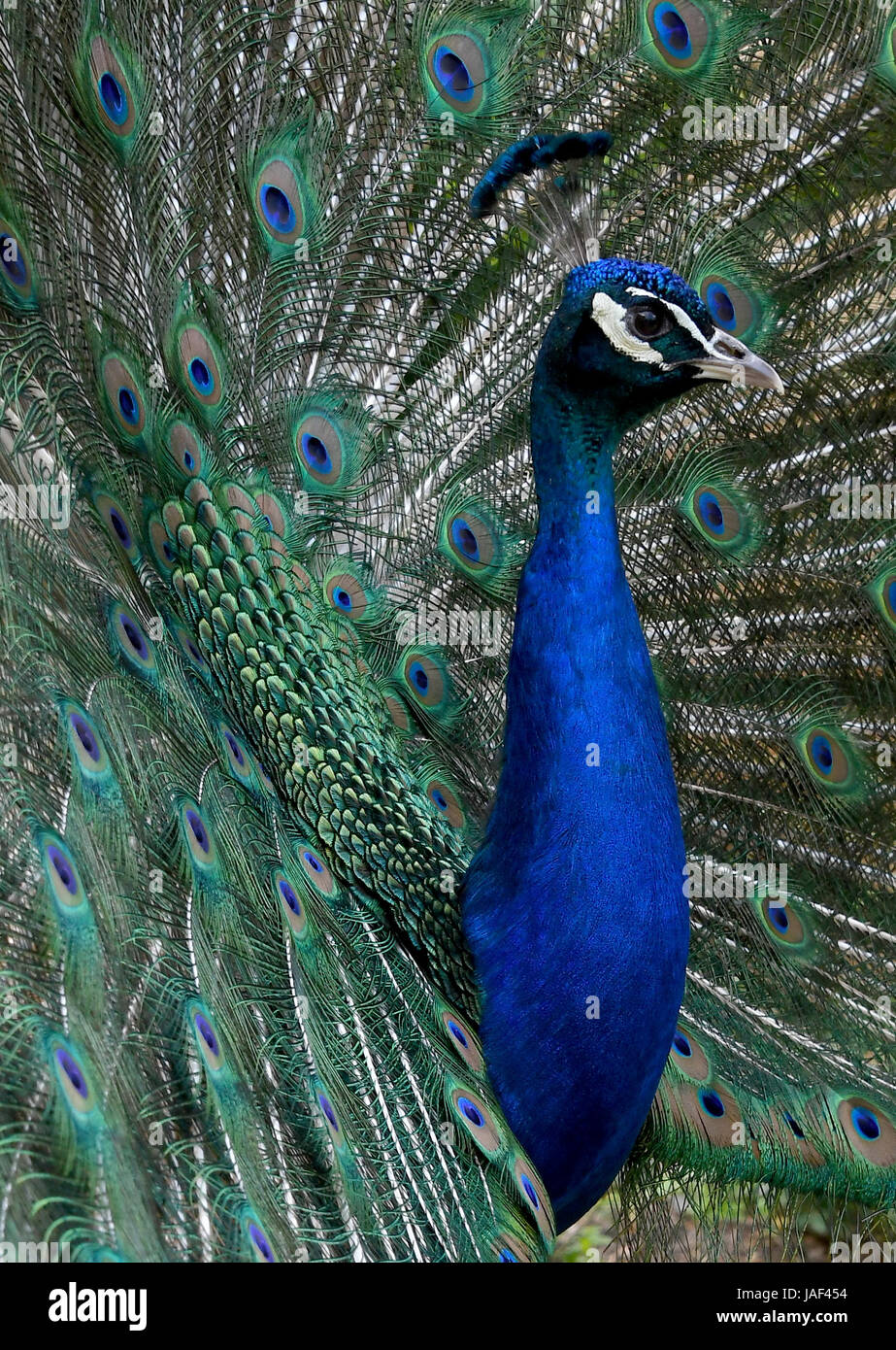 Flouncing hi-res stock photography and images - Alamy