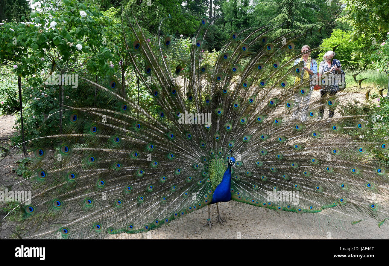 A peacock flouncing its tail through the Rose Garden of the peacock ...