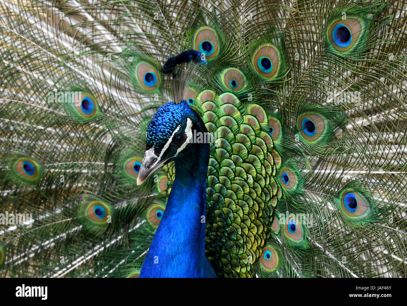 Flouncing hi-res stock photography and images - Alamy