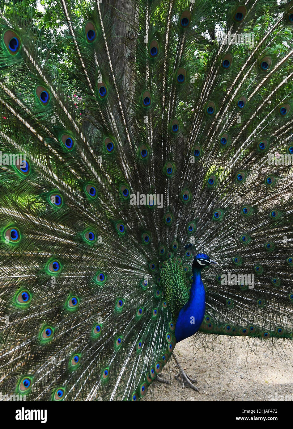 A peacock flouncing its tail through the Rose Garden of the peacock ...