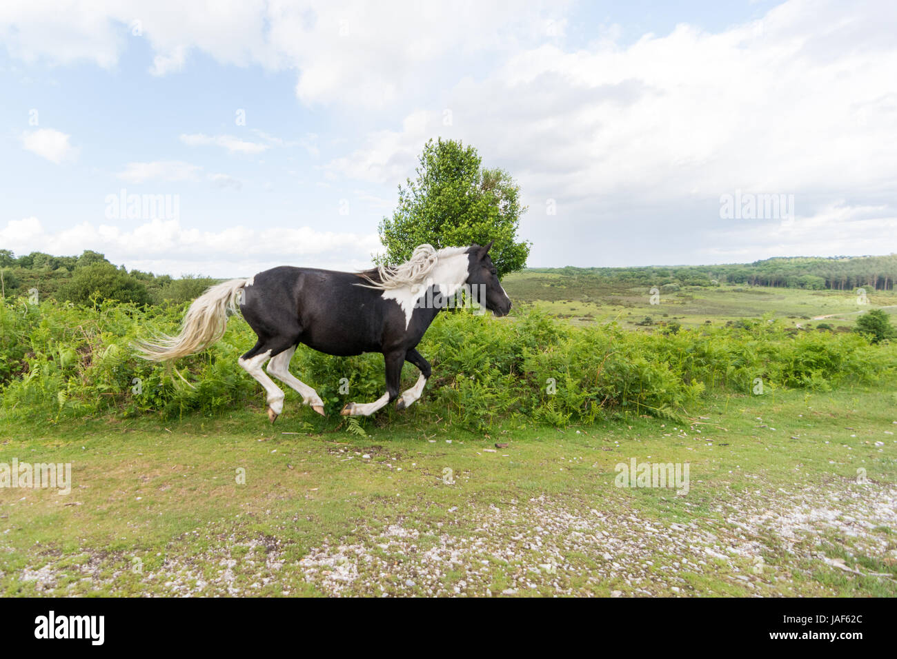 Black and white New Forest pony running Stock Photo - Alamy