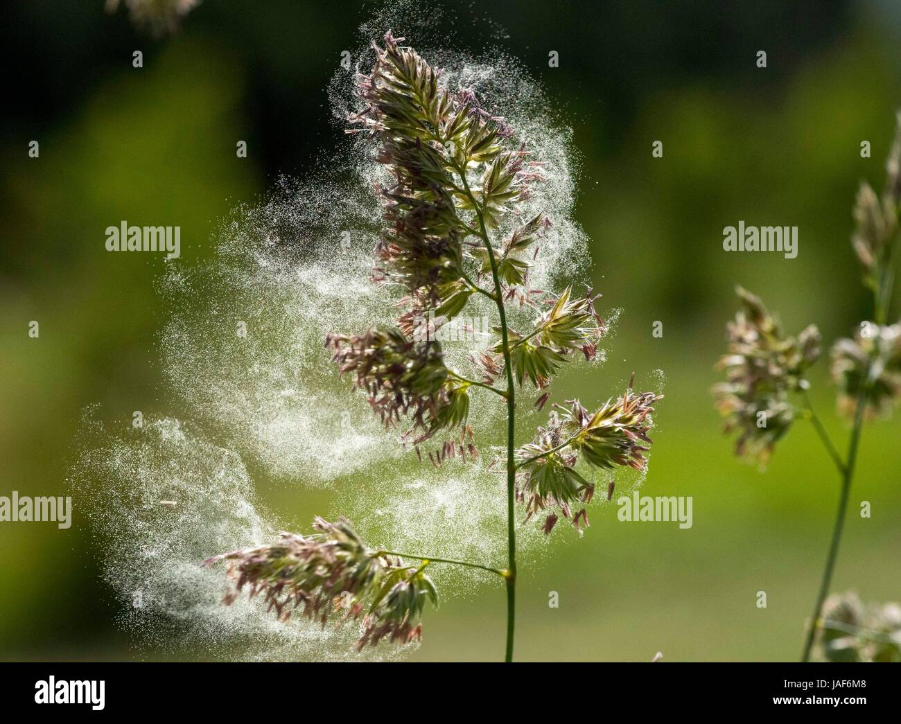 Roseburg, OREGON, USA. 6th June, 2017. Small grains of pollen waft from ...