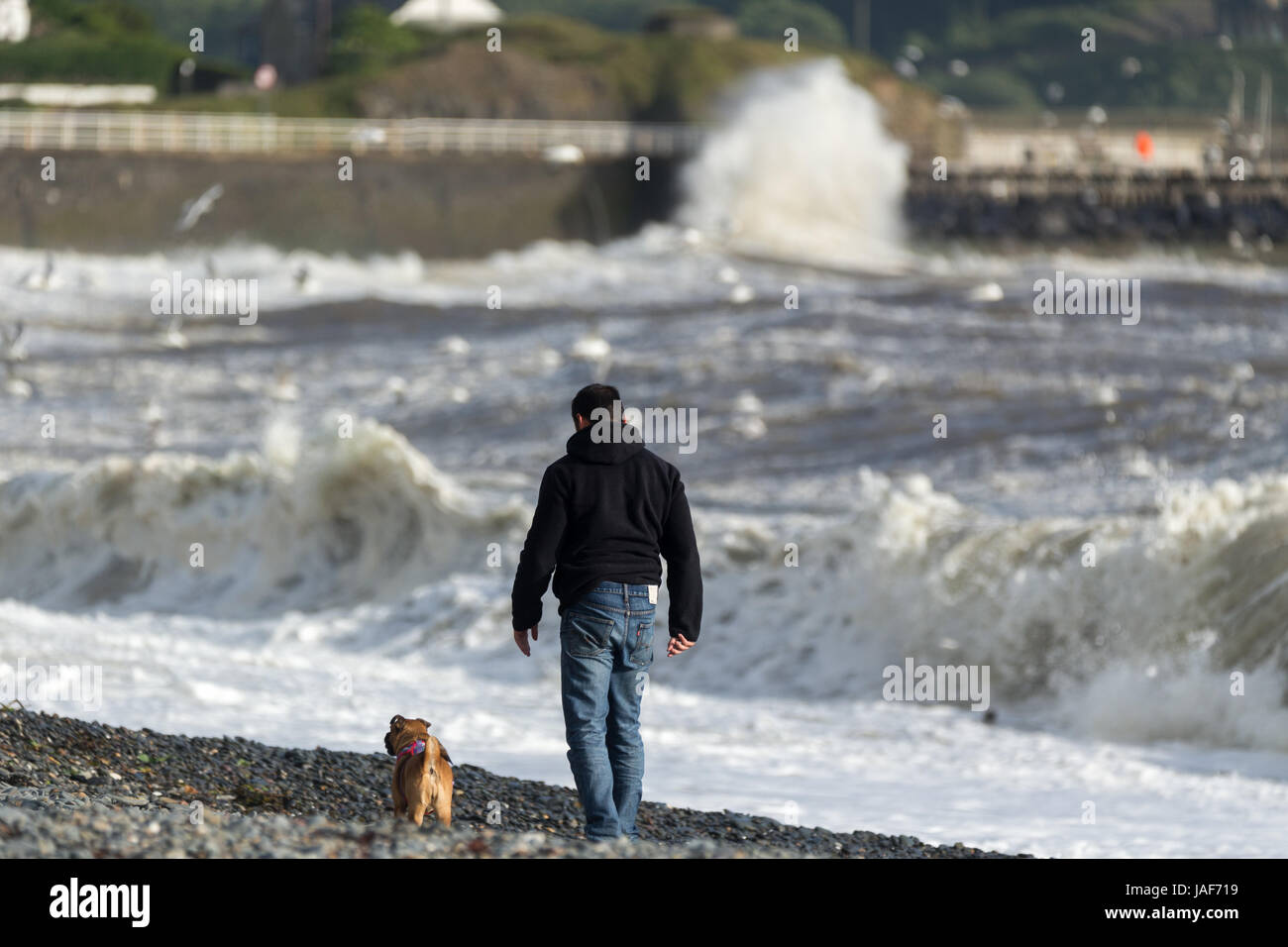 A man taking his dog for a walk along the beach. Credit: Ian Jones ...