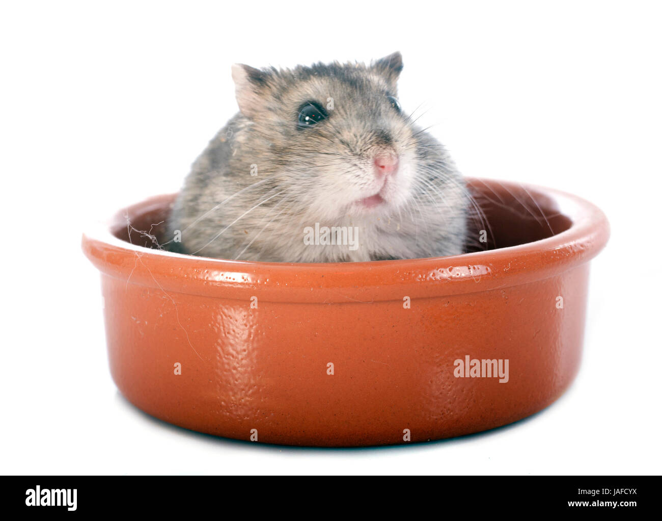 russian hamster in front of white background Stock Photo - Alamy