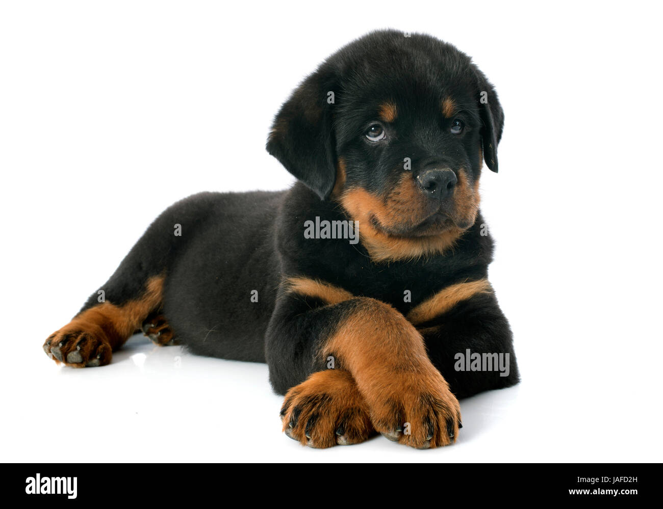 portrait of a purebred puppy rottweiler in front of white background ...