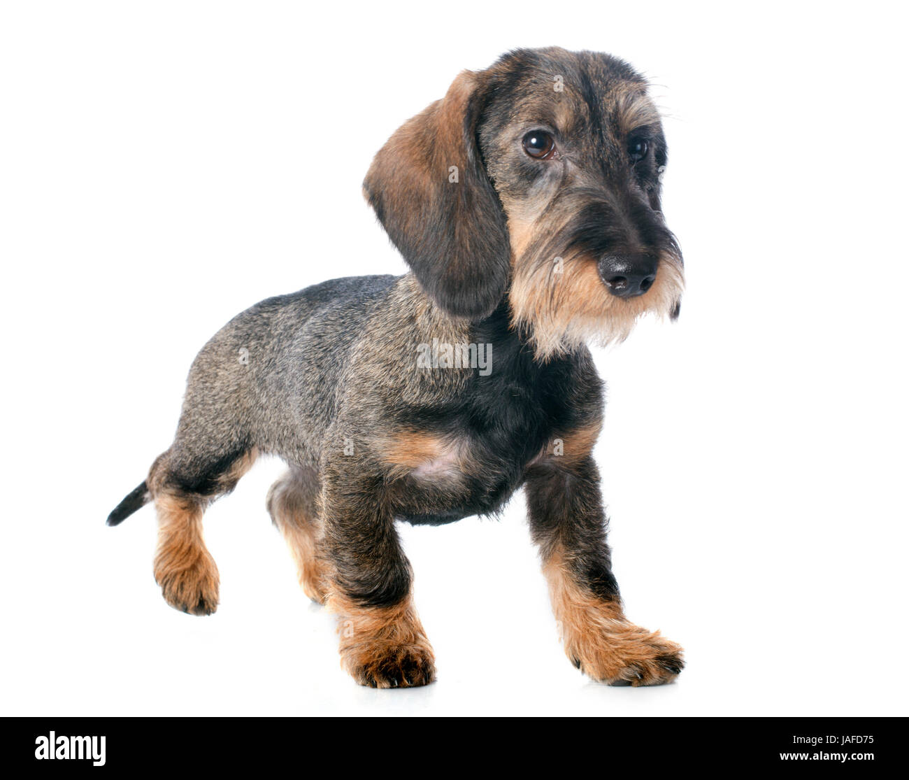 puppy Wire haired dachshund in front of white background Stock Photo ...