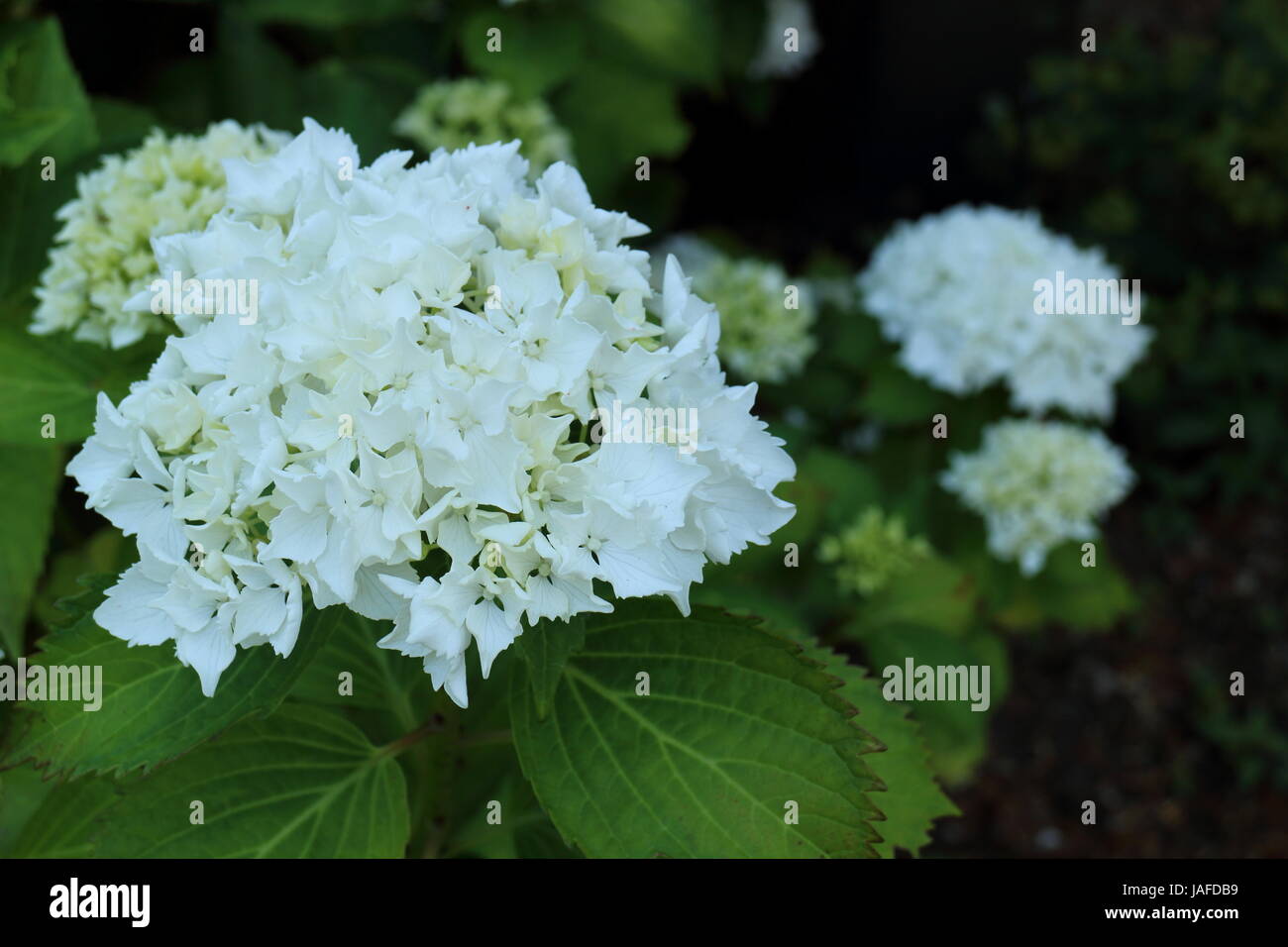 Hortensie detail hi-res stock photography and images - Alamy