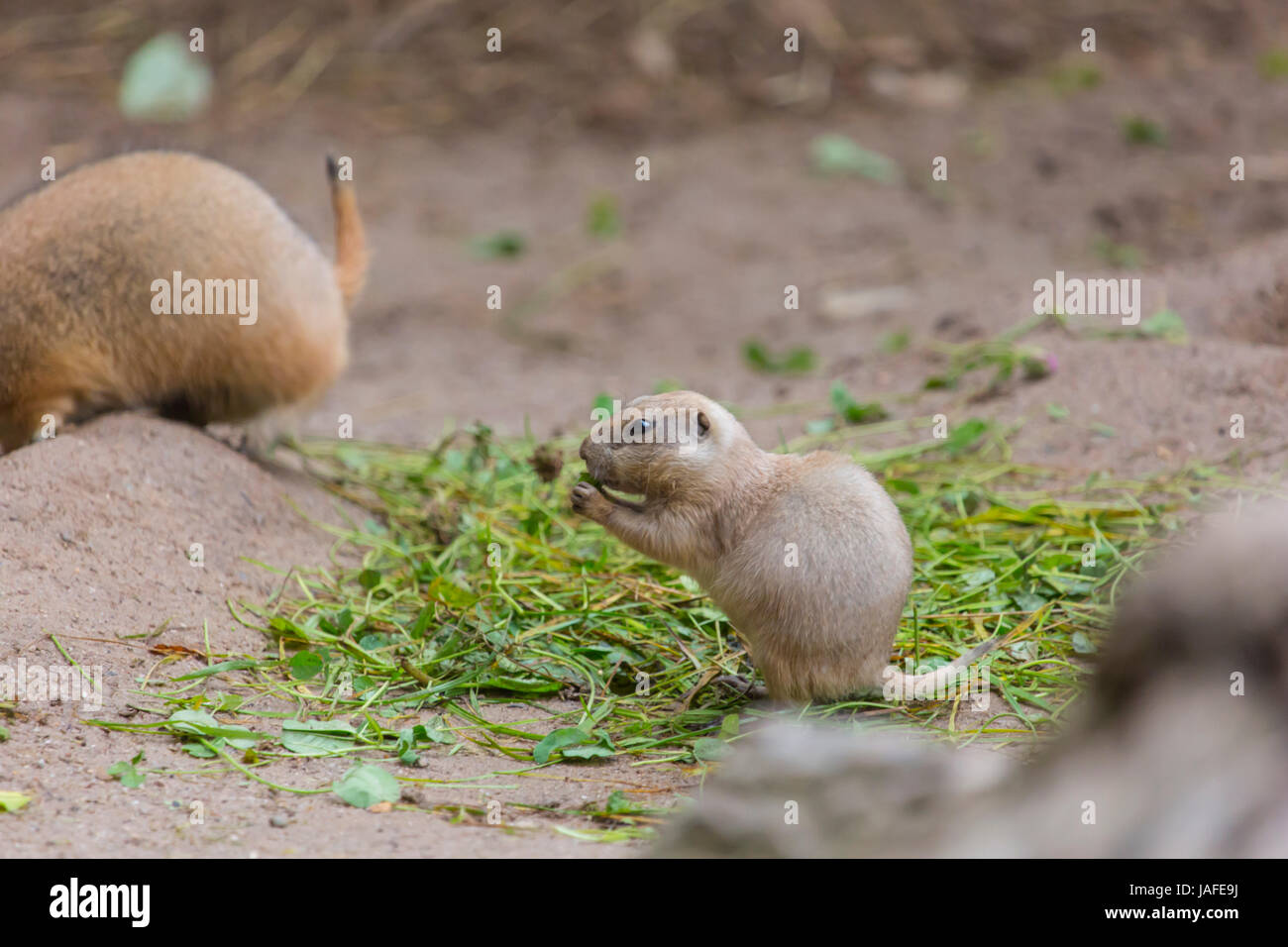 prairie dog puppy Stock Photo - Alamy