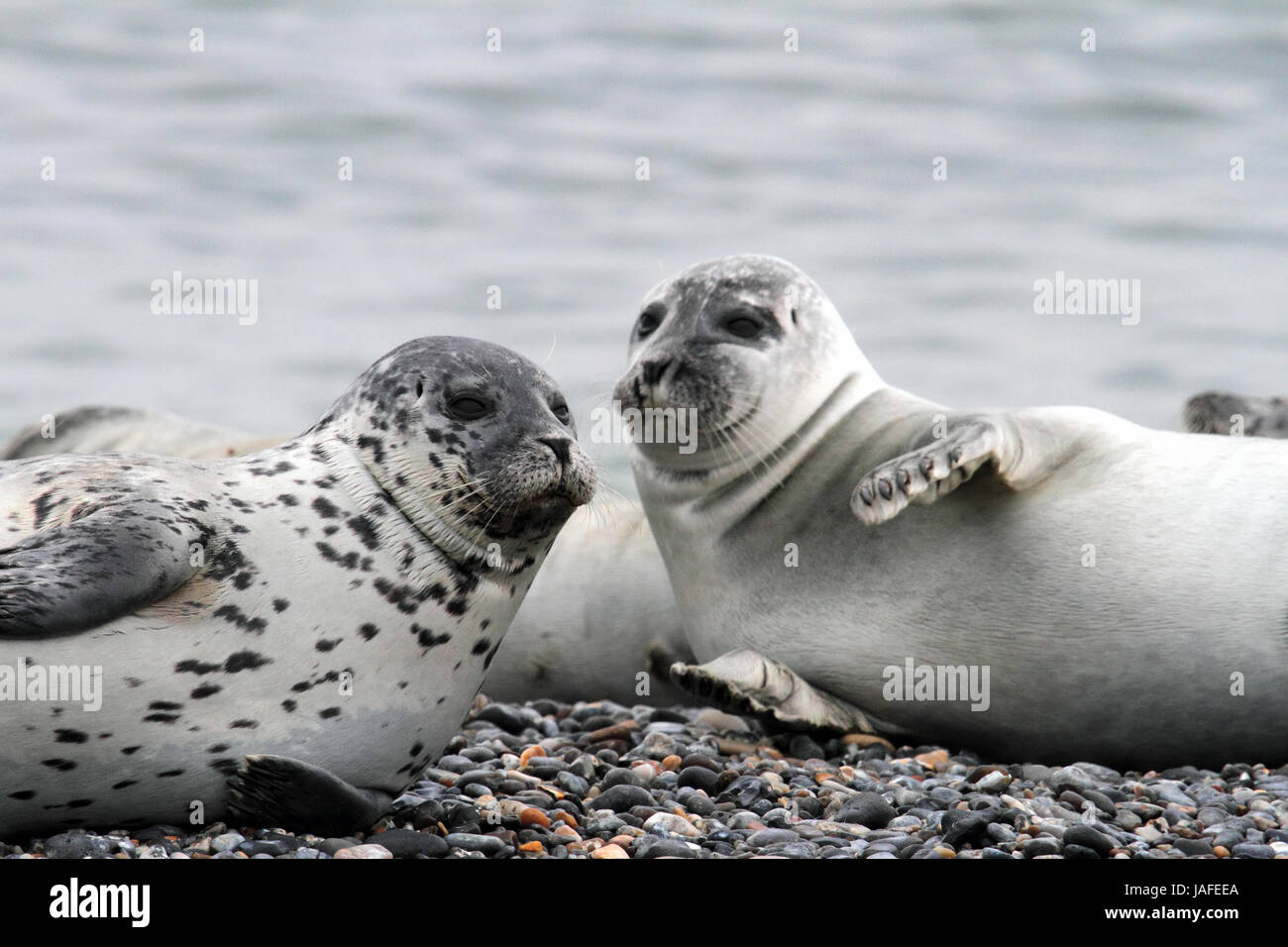 Seehunde am Kiesstrand Stock Photo - Alamy