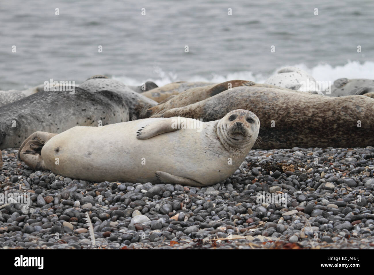 Seehunde am Kiesstrand Stock Photo - Alamy