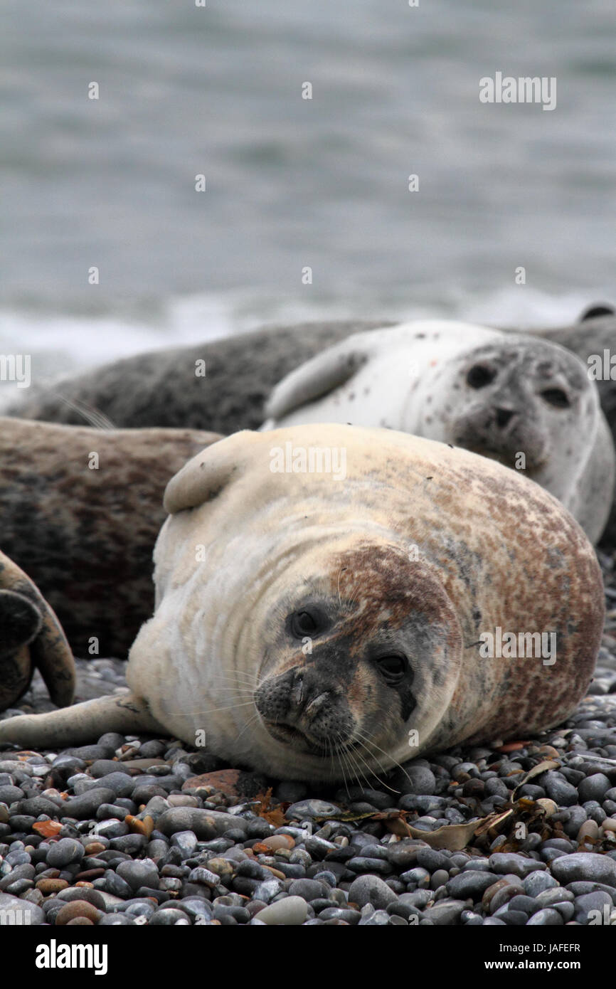 seals on the pebble beach Stock Photo - Alamy