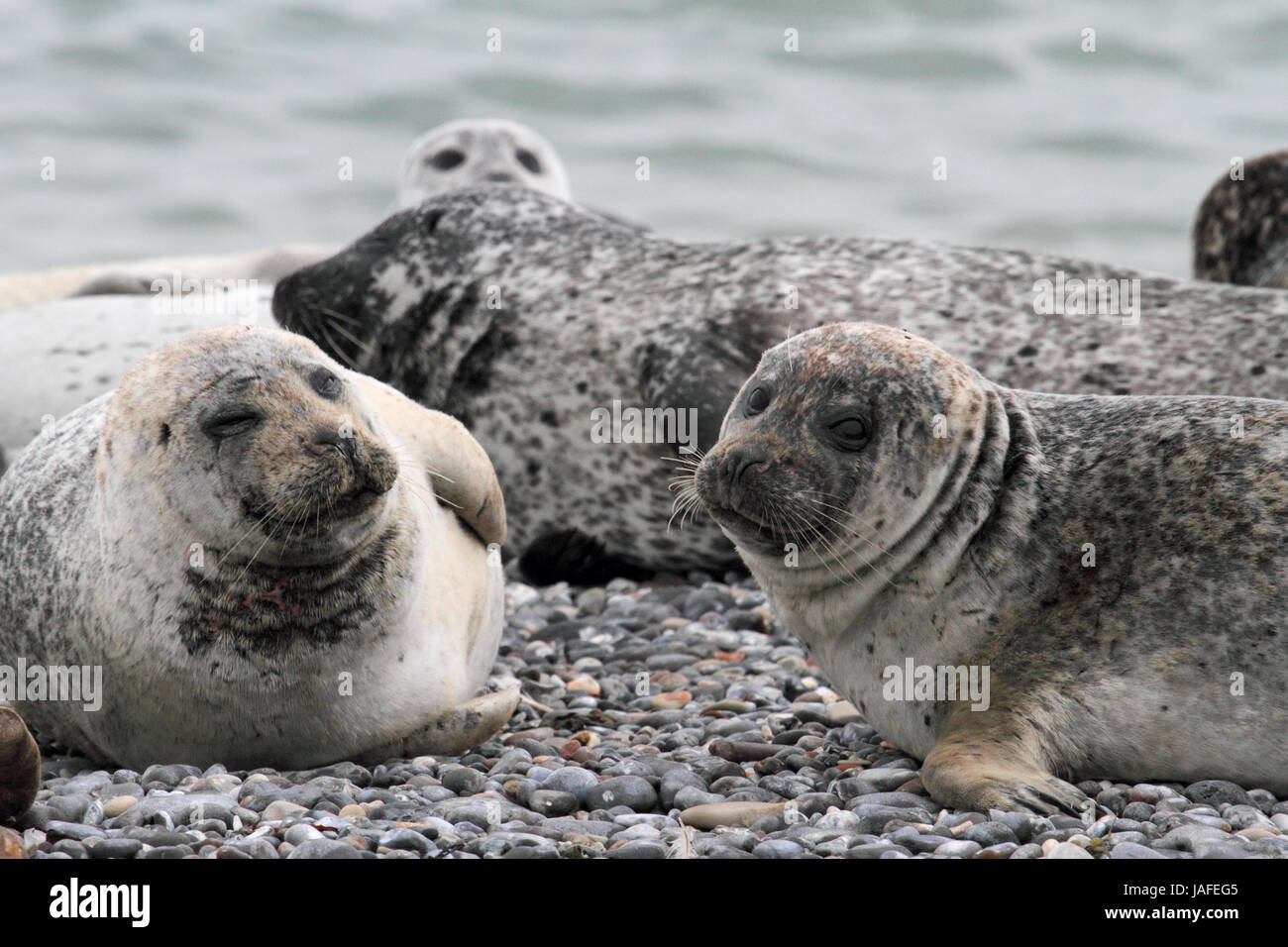 Seehunde am Kiesstrand Stock Photo - Alamy