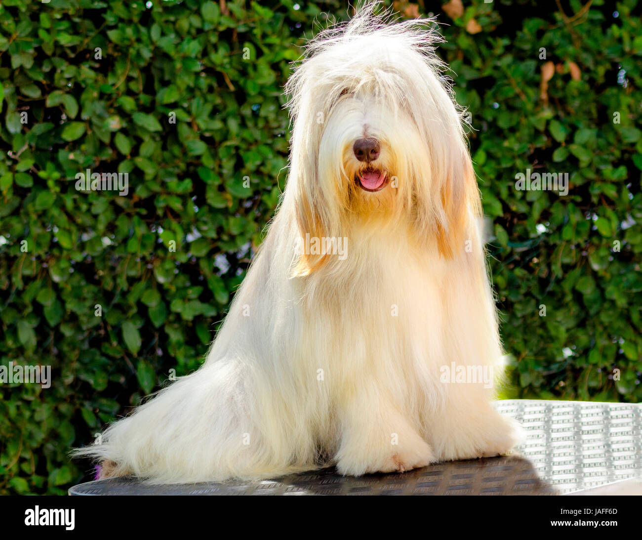 A young, happy, beautiful white fawn Bearded Collie sitting. Beardie ...