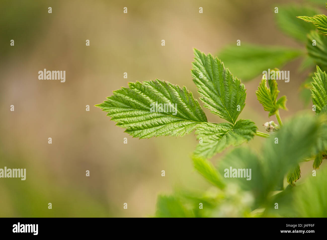 Beautiful raspberry leaves on a natural background Stock Photo - Alamy