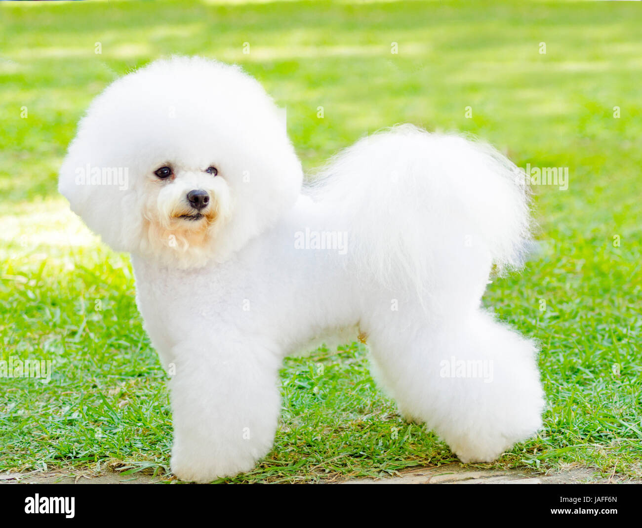 A small beautiful and adorable white fluffy bichon frise dog standing ...