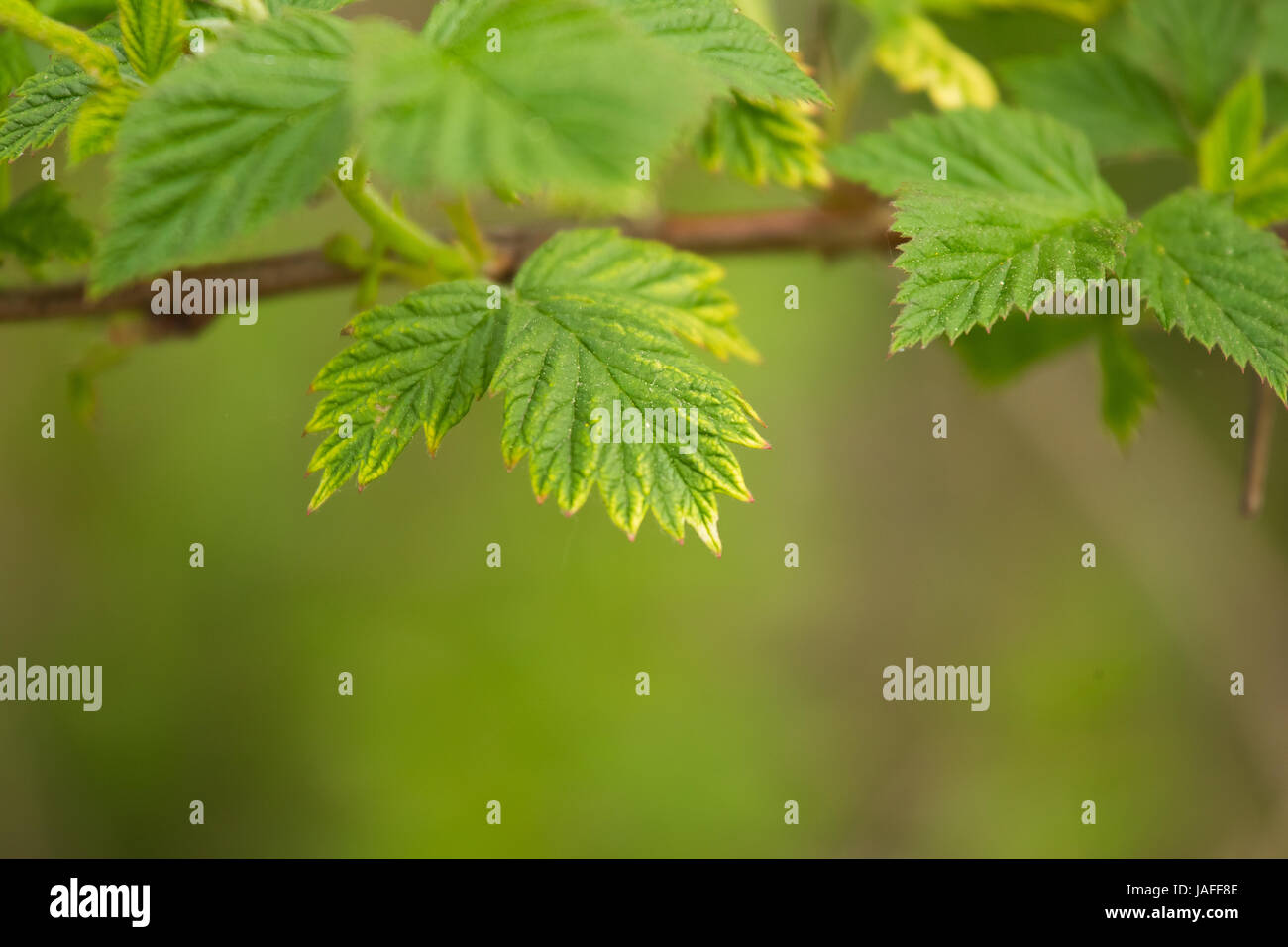 Beautiful raspberry leaves on a natural background Stock Photo - Alamy