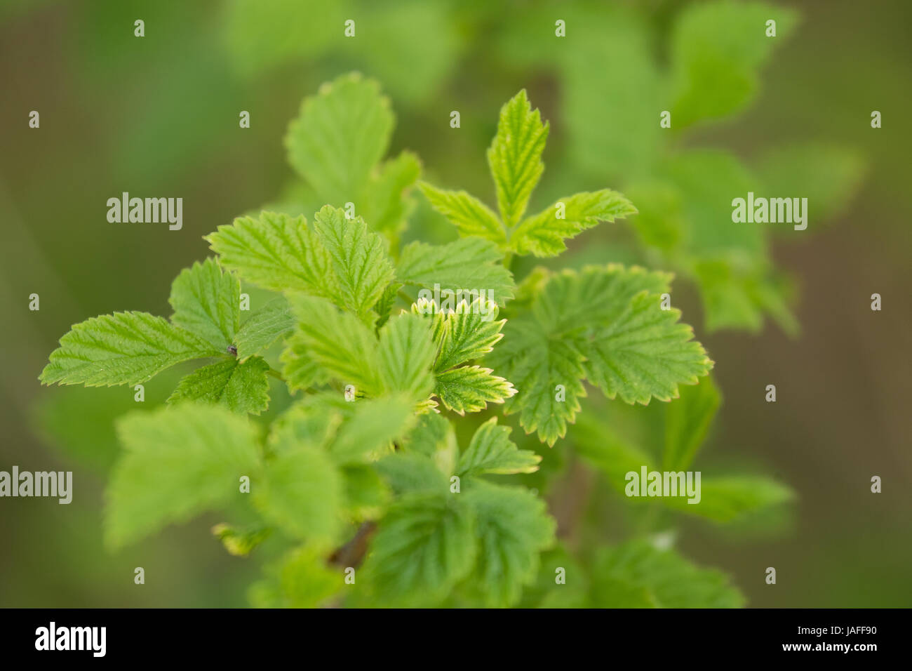 Beautiful raspberry leaves on a natural background Stock Photo - Alamy