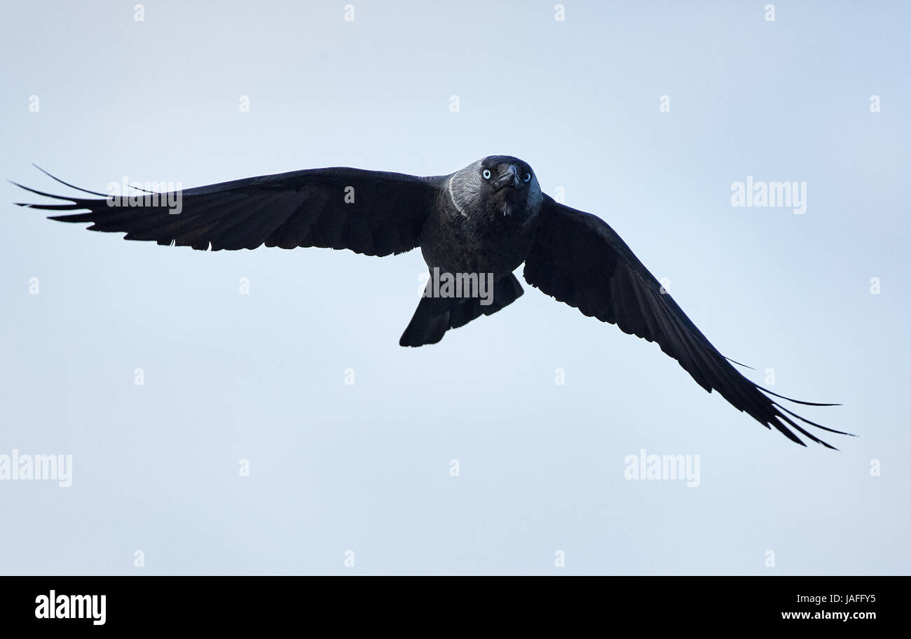 Western jackdaw in flight hi-res stock photography and images - Alamy