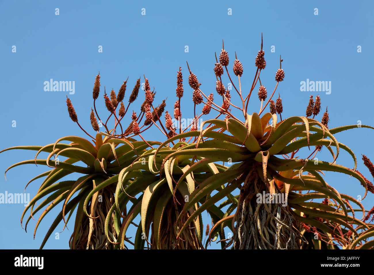 Aloe excelsa hi-res stock photography and images - Alamy