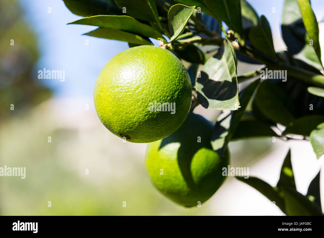 Orange tree with fruits ripen in the garden Stock Photo - Alamy