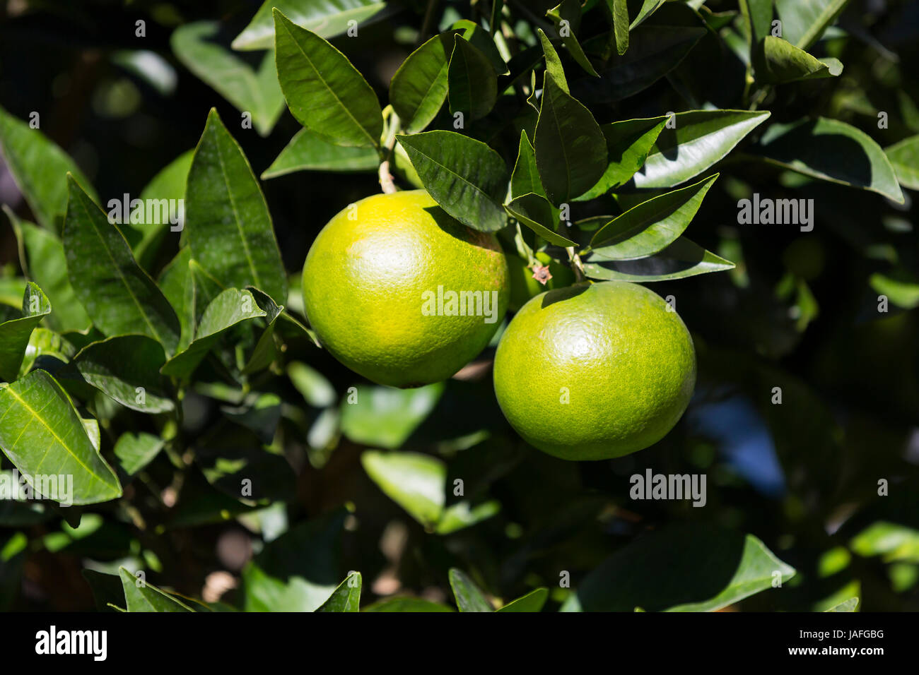 Orange tree with fruits ripen in the garden Stock Photo - Alamy
