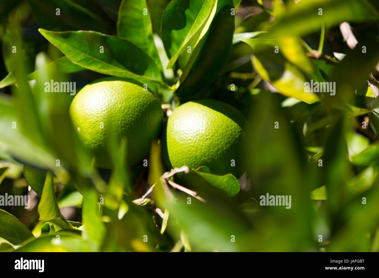 Orange tree with fruits ripen in the garden Stock Photo - Alamy