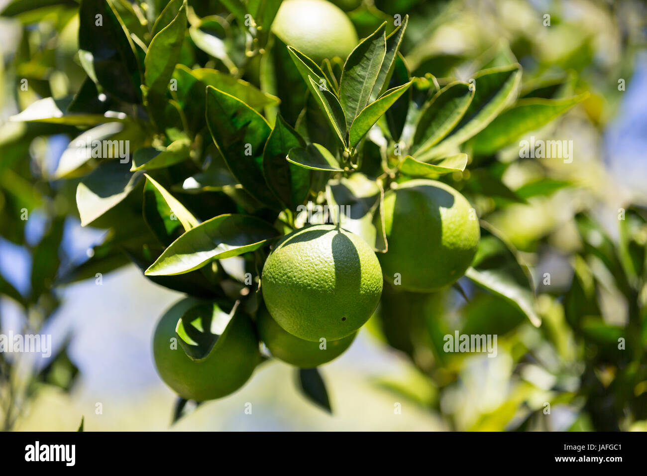 Orange tree with fruits ripen in the garden Stock Photo - Alamy