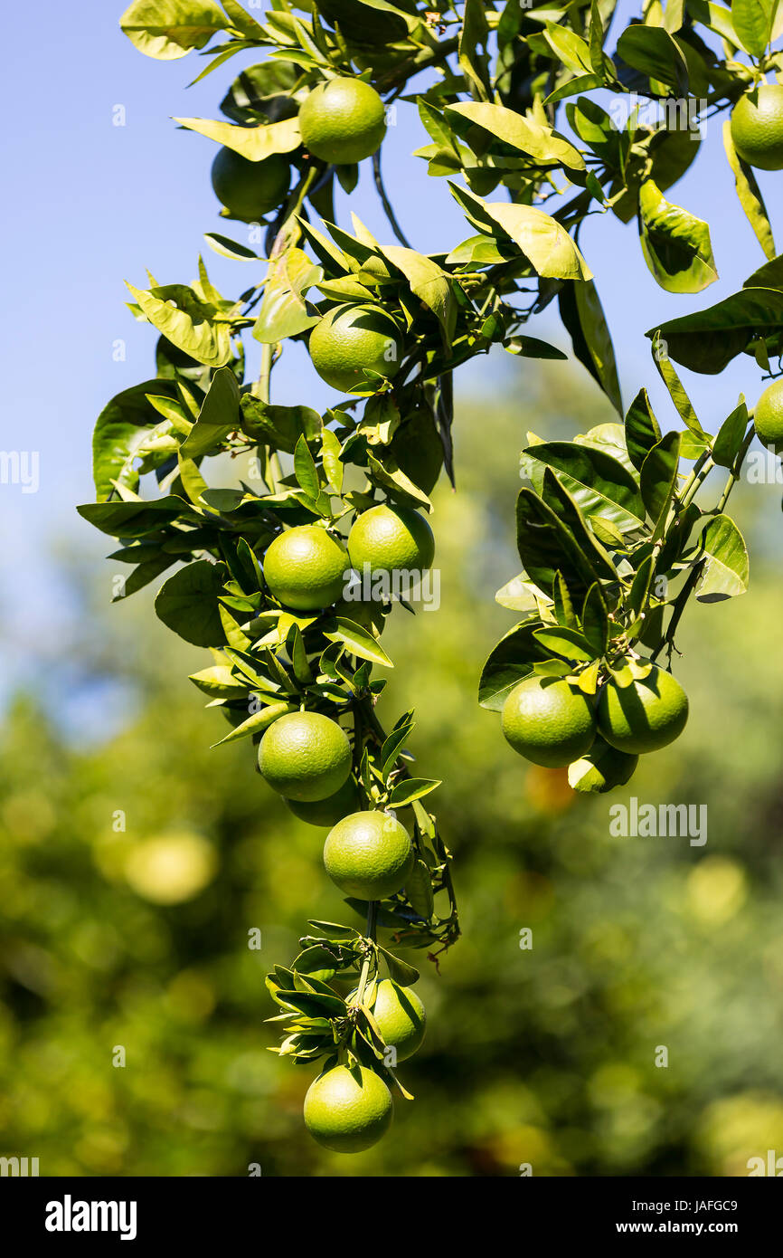Orange tree with fruits ripen in the garden Stock Photo - Alamy