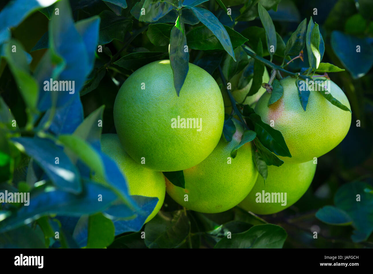 Orange tree with fruits ripen in the garden Stock Photo - Alamy