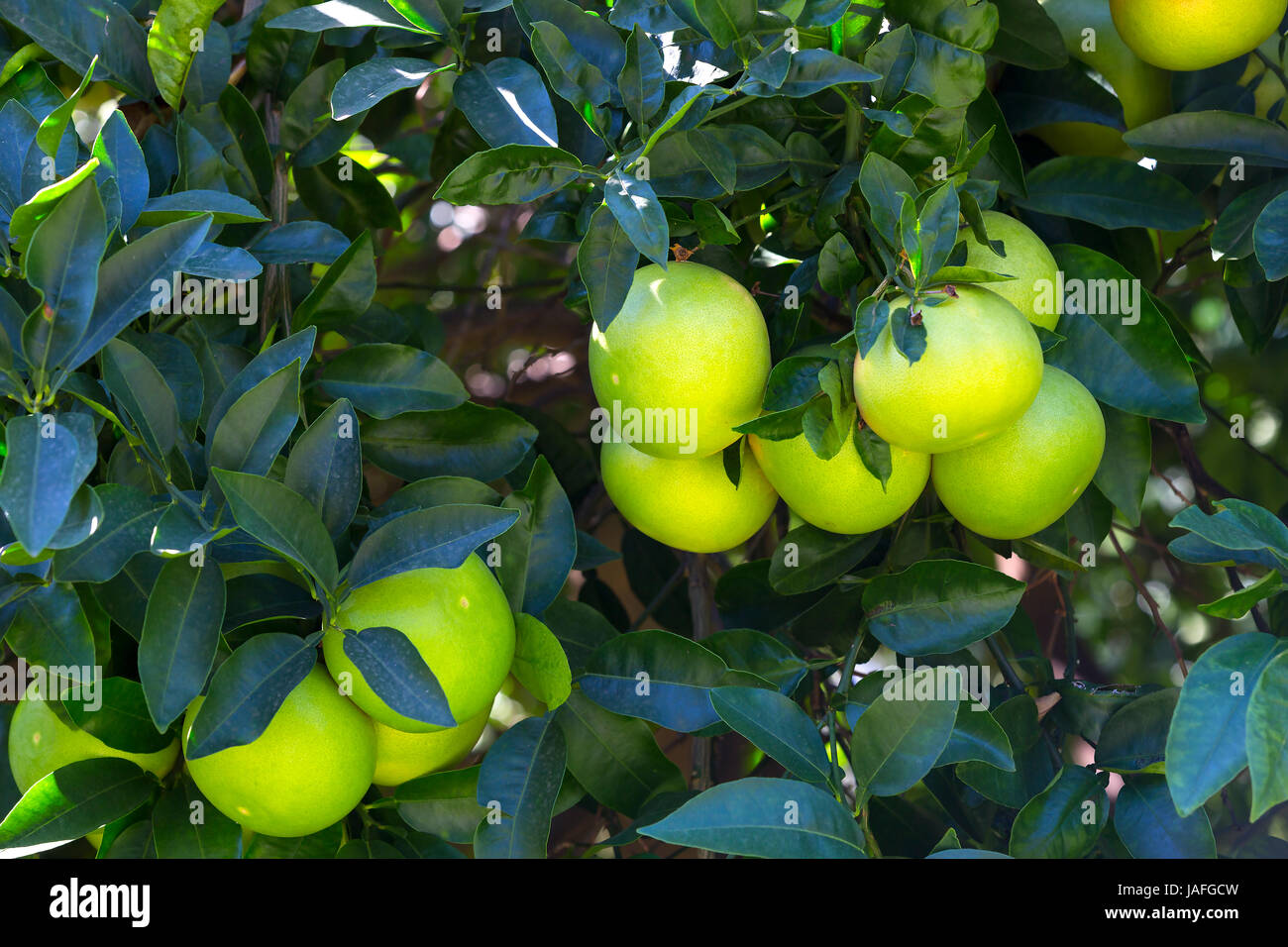 Orange tree with fruits ripen in the garden Stock Photo - Alamy