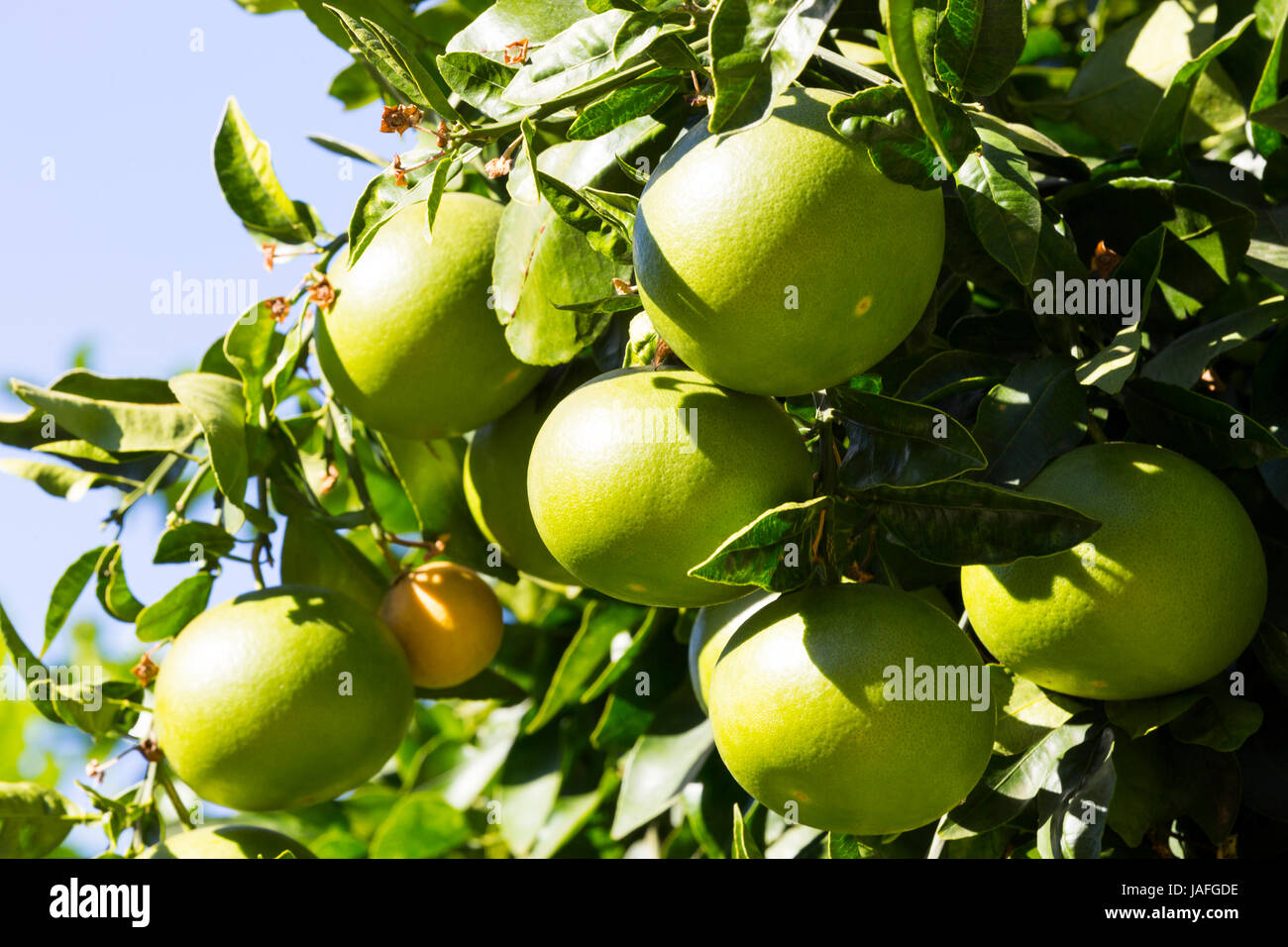 Orange tree with fruits ripen in the garden Stock Photo - Alamy