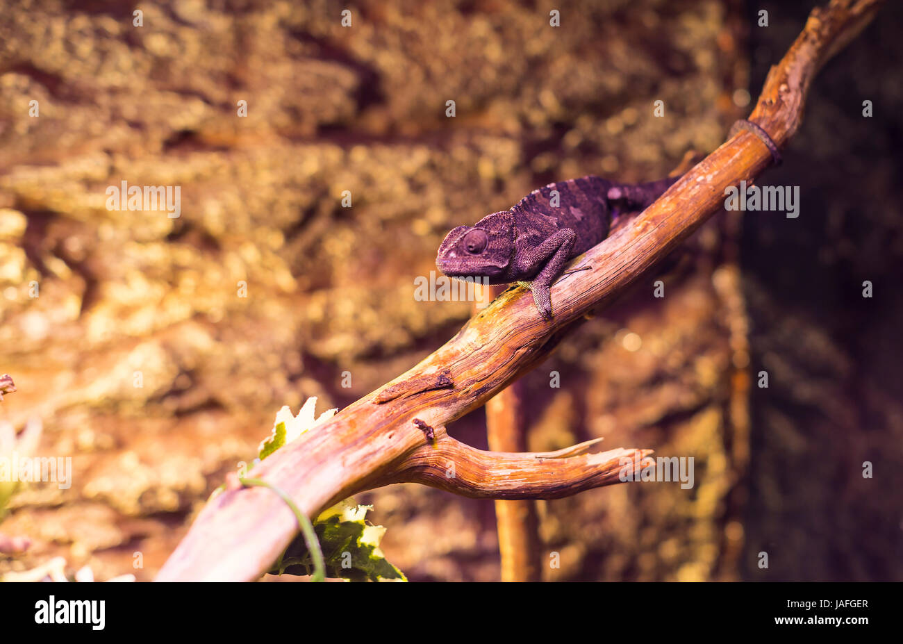 Live wild reptiles lizards shot close-up in nature Stock Photo - Alamy