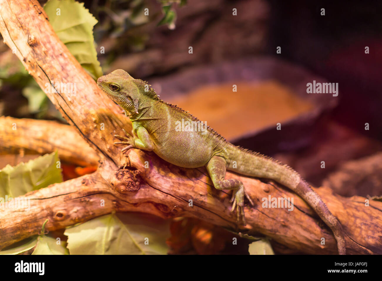 Live wild reptiles lizards shot close-up in nature Stock Photo - Alamy
