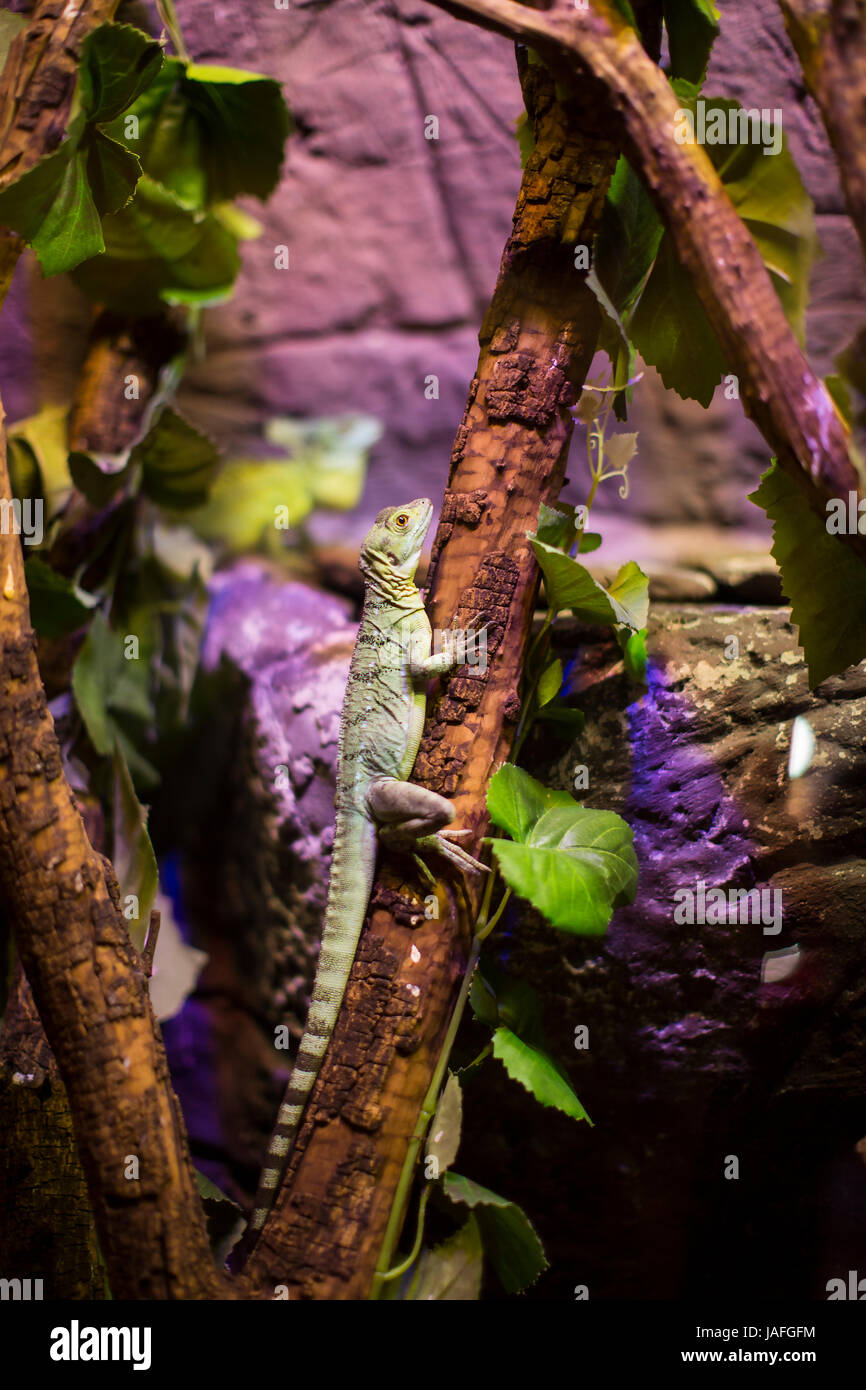 Live wild reptiles lizards shot close-up in nature Stock Photo - Alamy