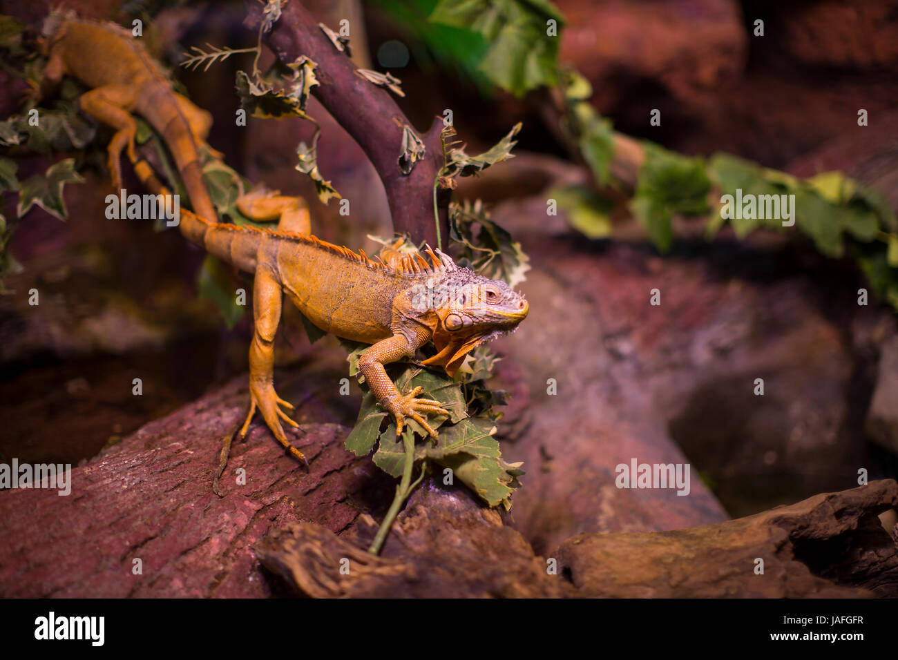 Live wild reptiles lizards shot close-up in nature Stock Photo - Alamy