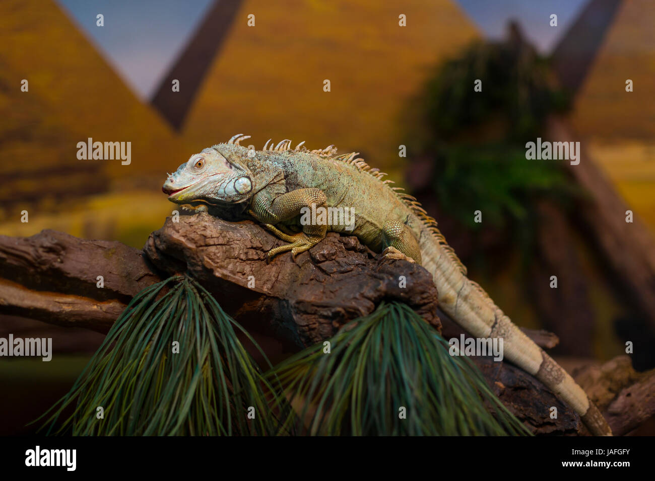 Live wild reptiles lizards shot close-up in nature Stock Photo - Alamy