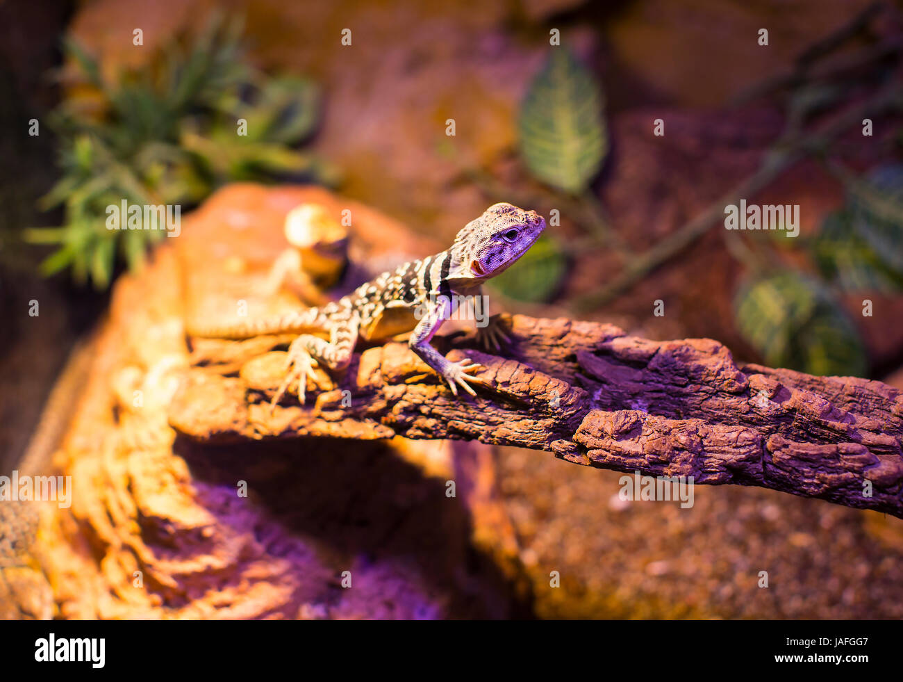 Live wild reptiles lizards shot close-up in nature Stock Photo - Alamy