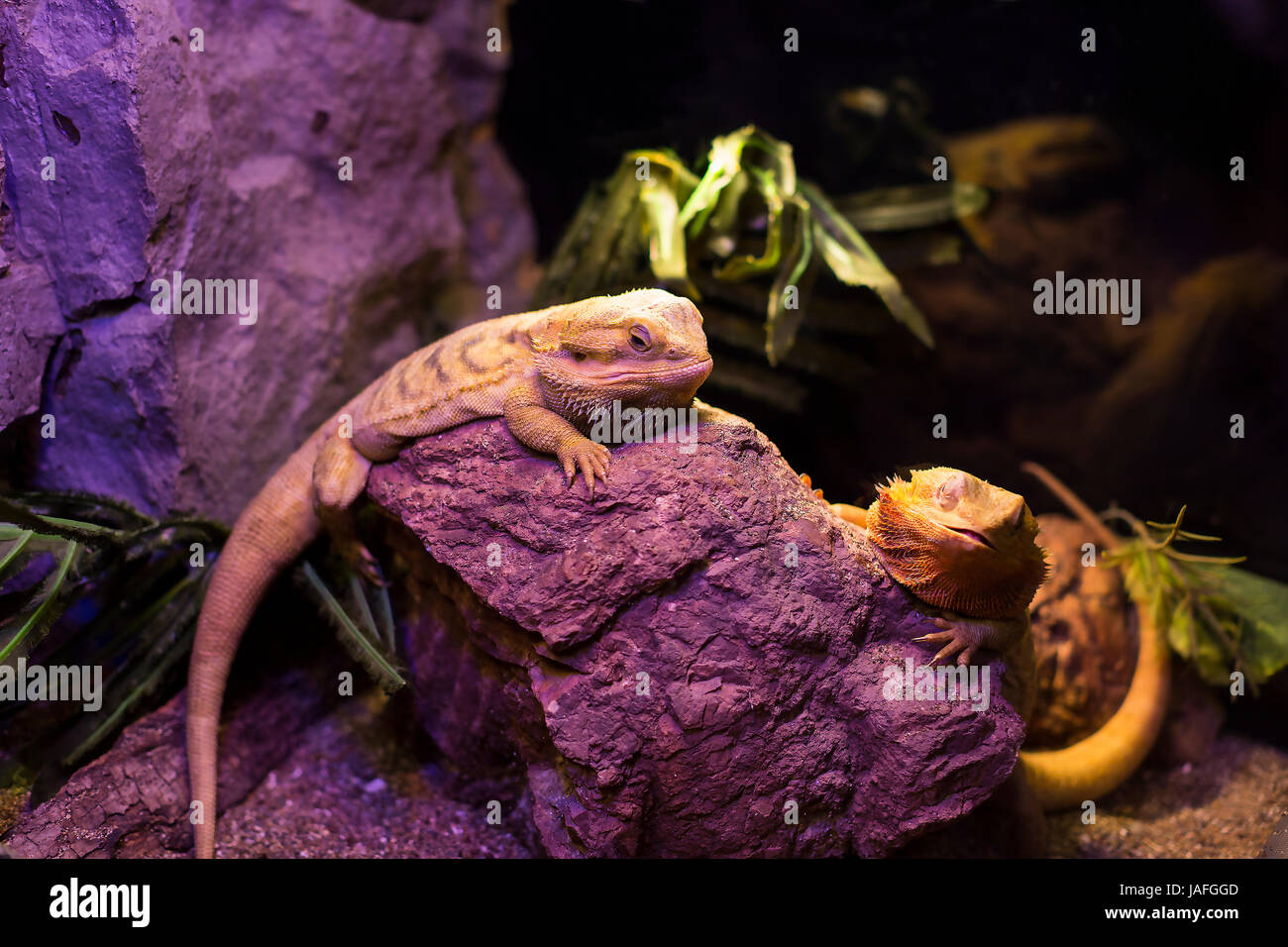 Live wild reptiles lizards shot close-up in nature Stock Photo - Alamy