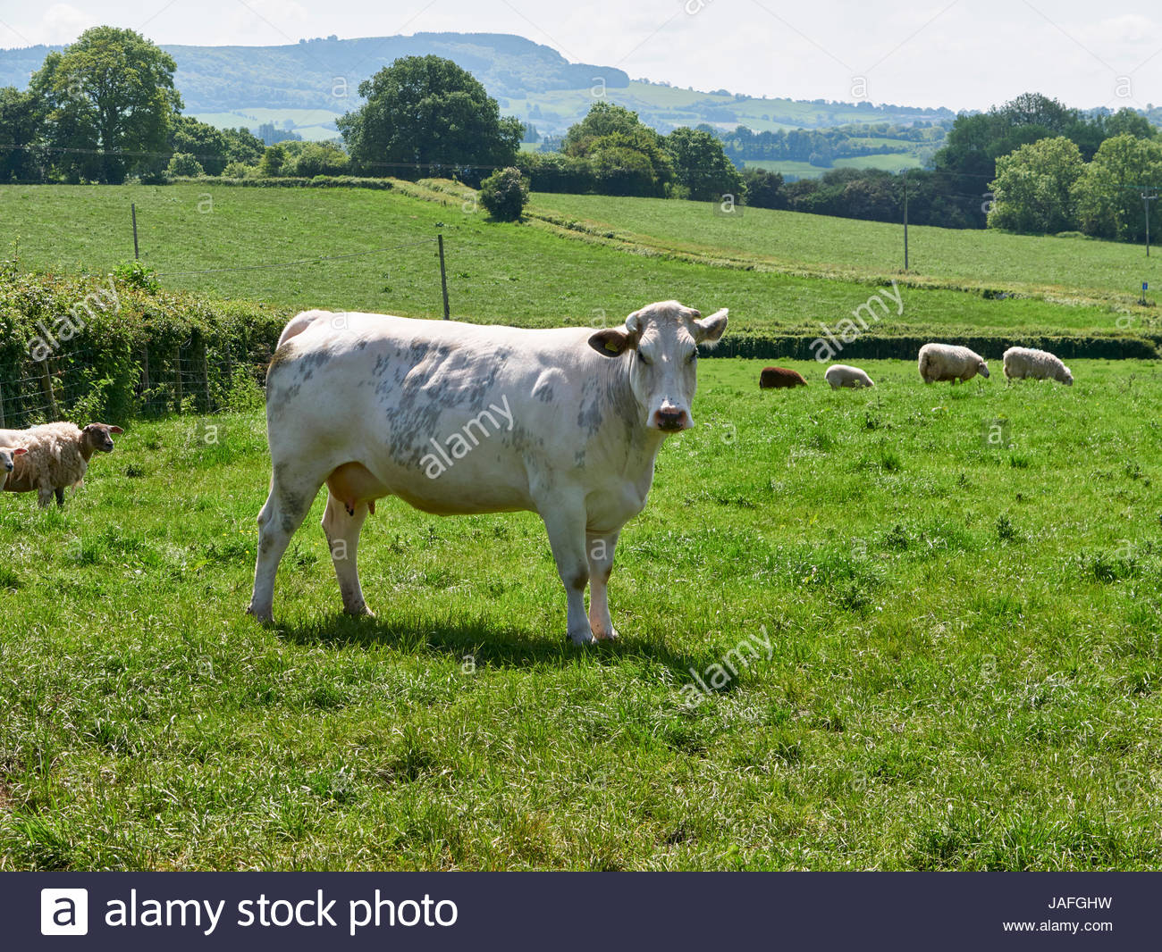 Bull And Cows Uk High Resolution Stock Photography and Images - Alamy
