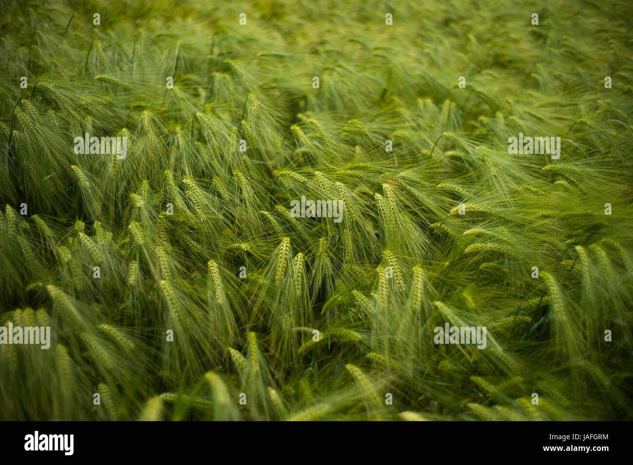 Thaxted Essex England. Barley growing in a field at Thaxted Essex ...