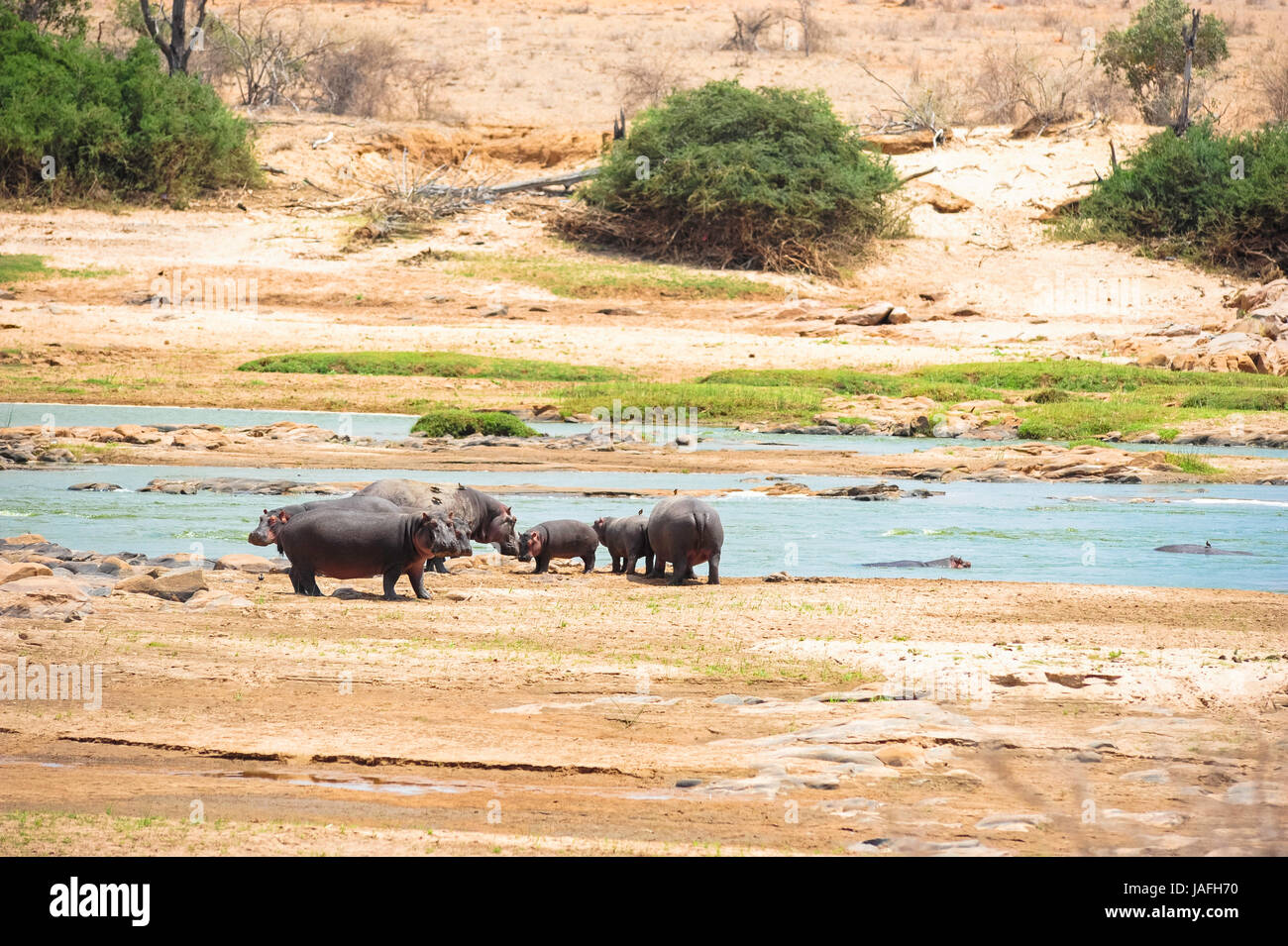 hippo family in the morning light of kenya Stock Photo - Alamy