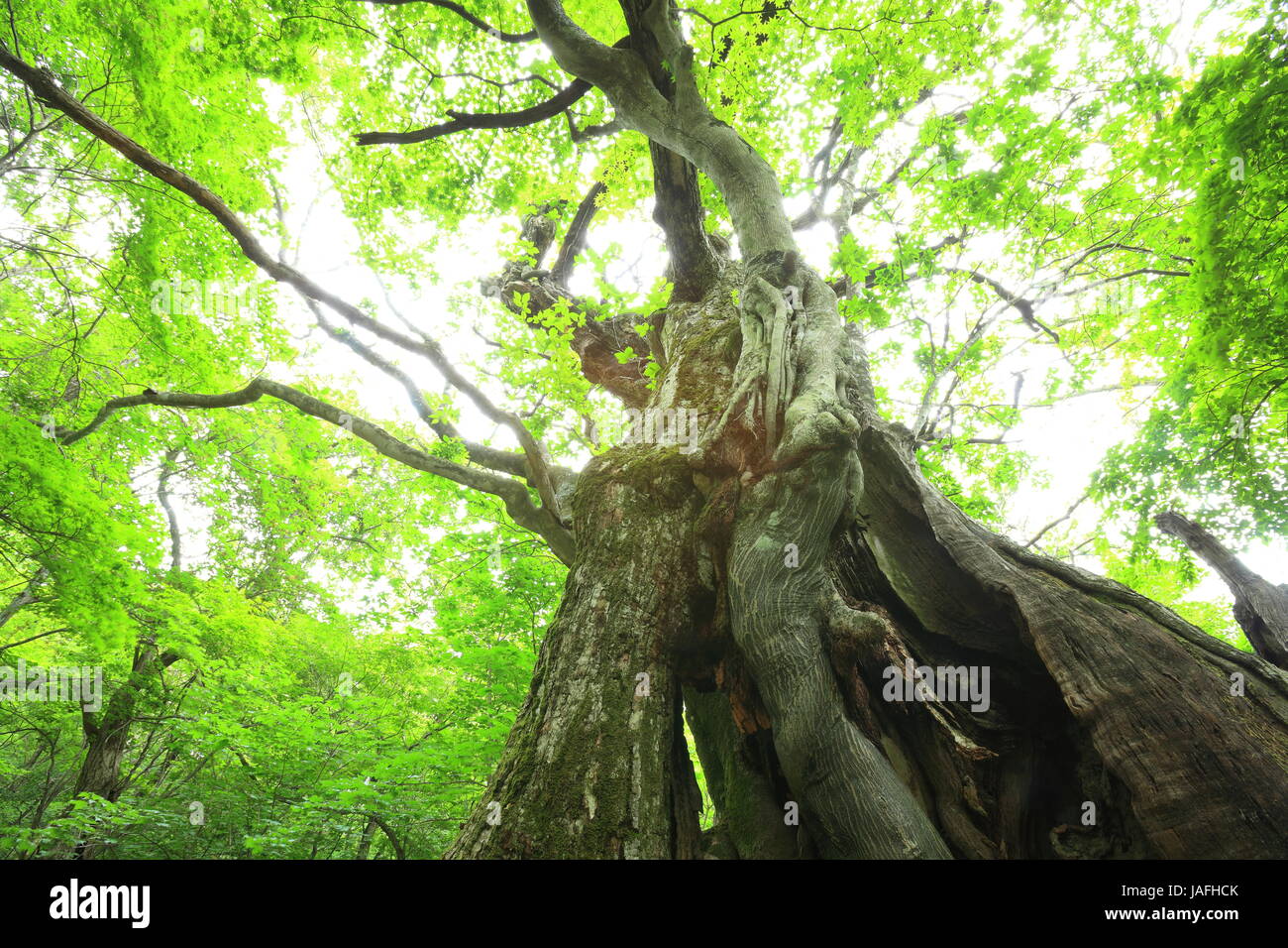 Primeval forest of Chestnut tree, Gunma, Japan Stock Photo - Alamy