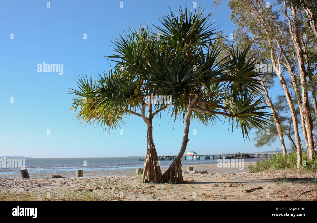 Pandanus palm tree roots hi-res stock photography and images - Alamy