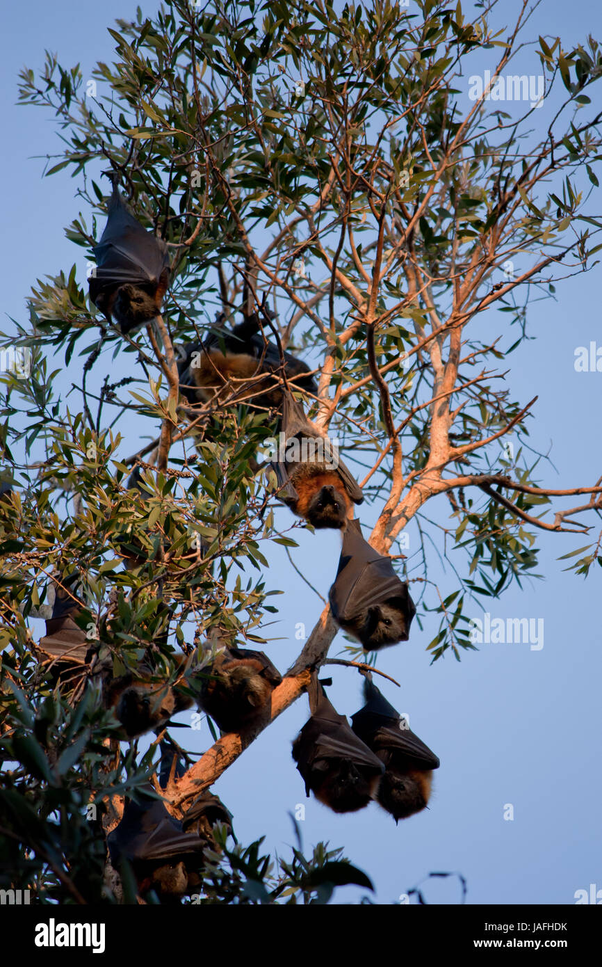 Flying fox claws hi-res stock photography and images - Alamy