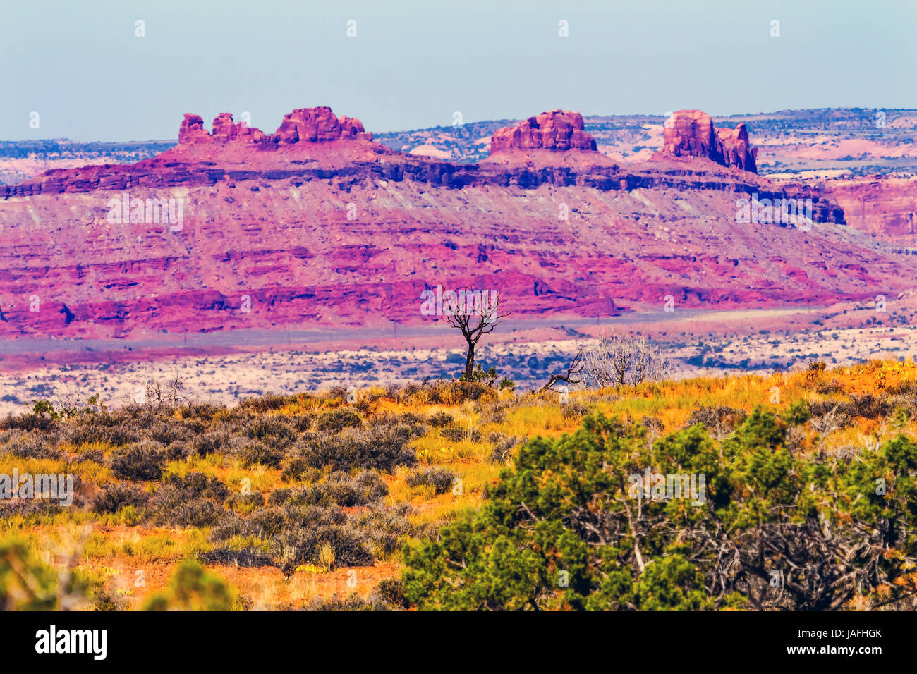 Dead Tree Colorful Yellow Grass Lands Red Moab Fault Windows Section ...