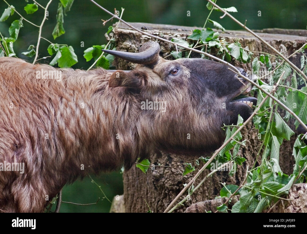 Tibetan Takin (budorcas taxicolor) feeding on branches Stock Photo - Alamy