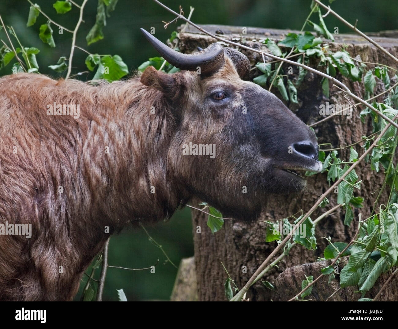 Tibetan Takin (budorcas taxicolor) eating branches Stock Photo - Alamy