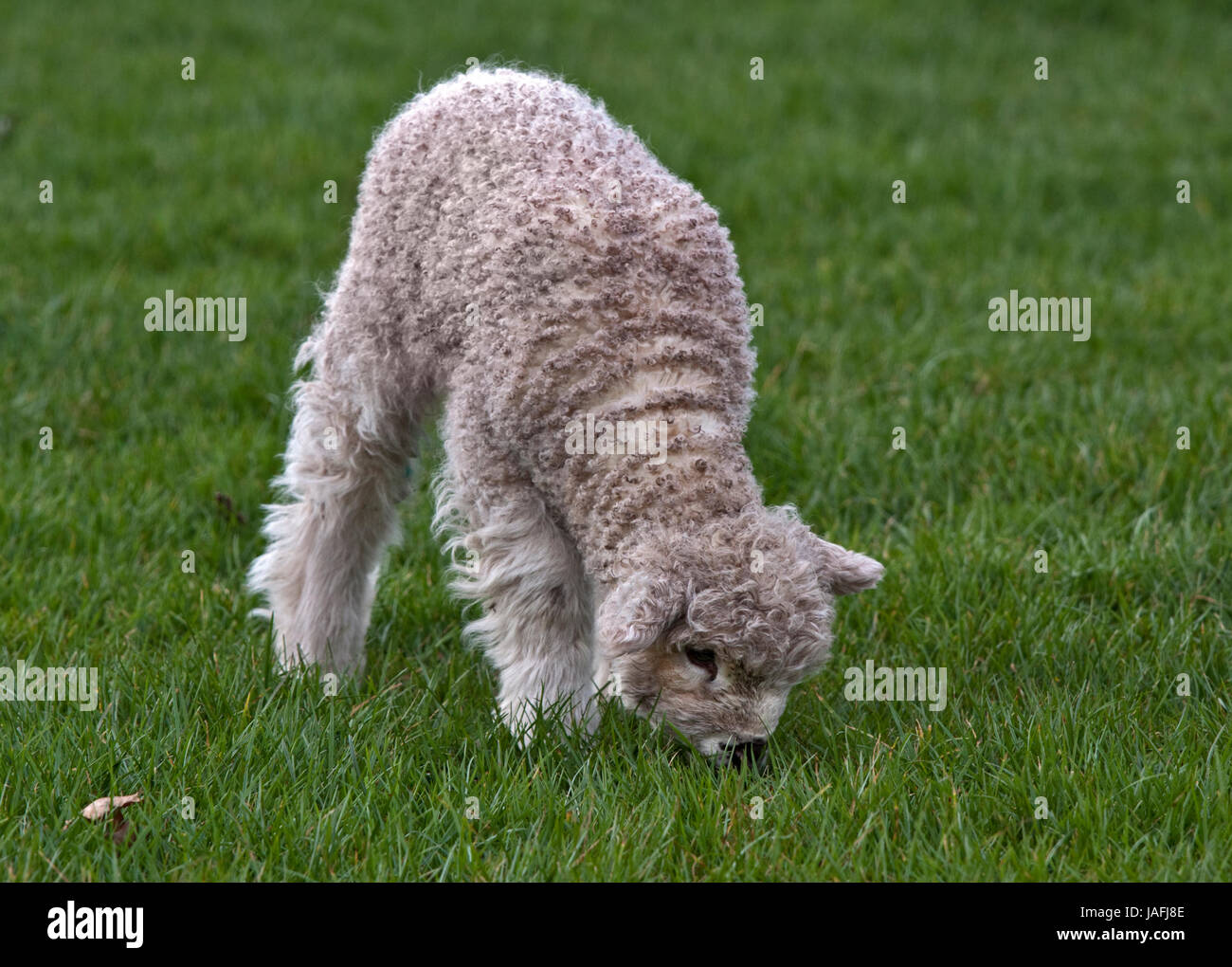 Gray faced dartmoor lamb hi-res stock photography and images - Alamy