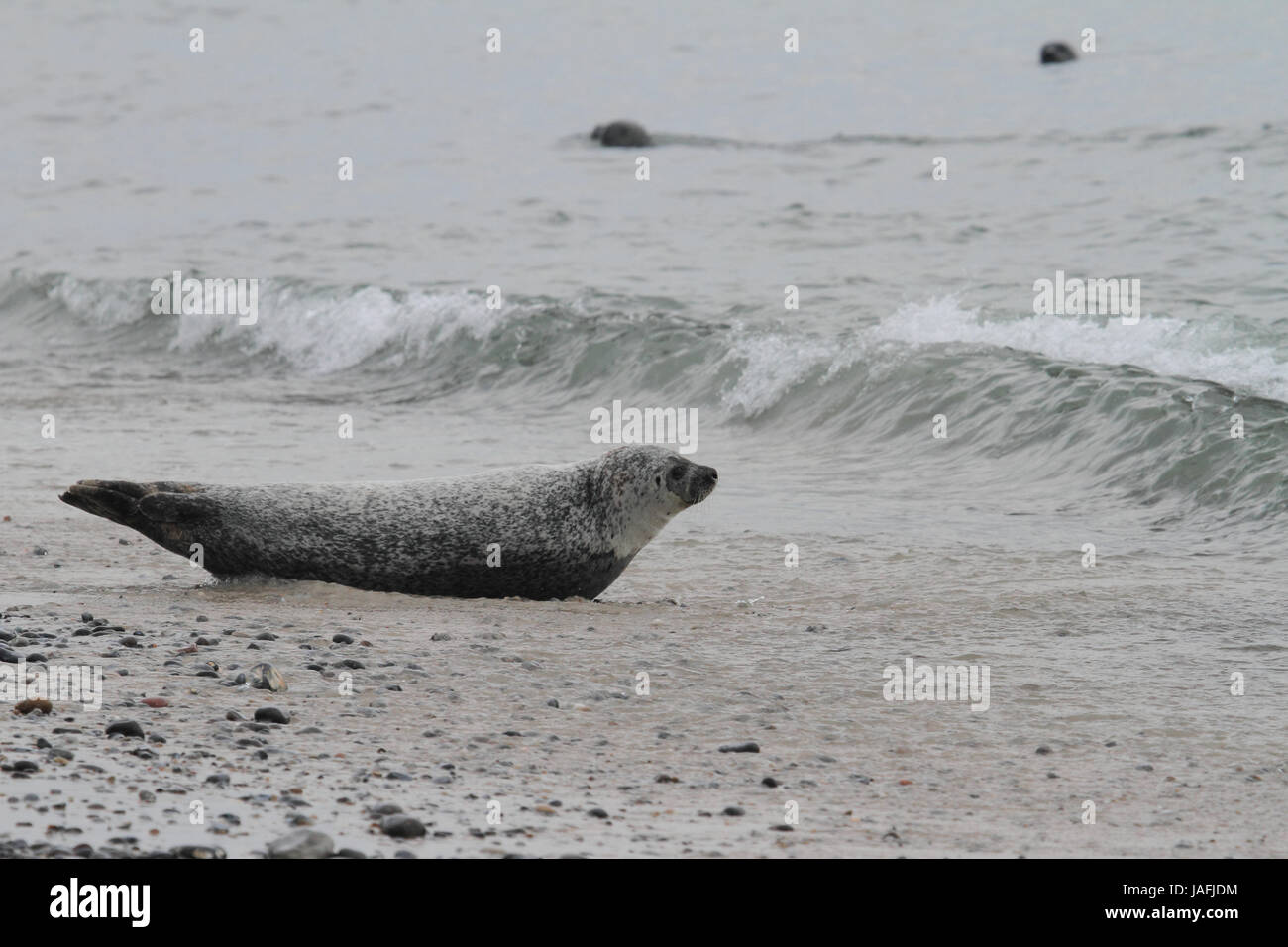 Seehunde hi-res stock photography and images - Alamy